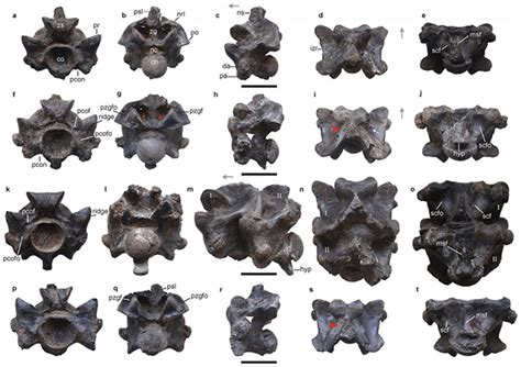 A Gigantic Snake Prowled Indias Jungles 47 Million Years Ago
