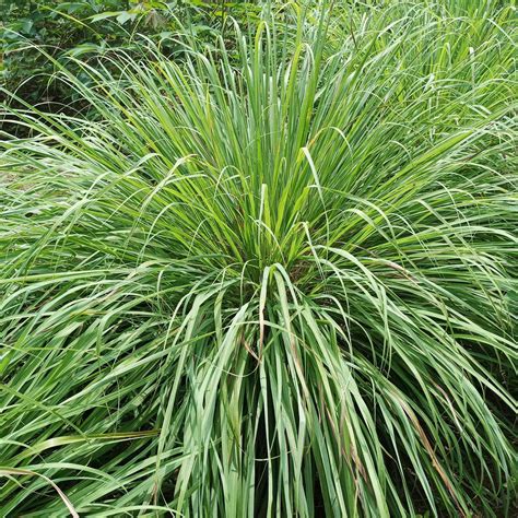 Lemongrass Plant Seeds