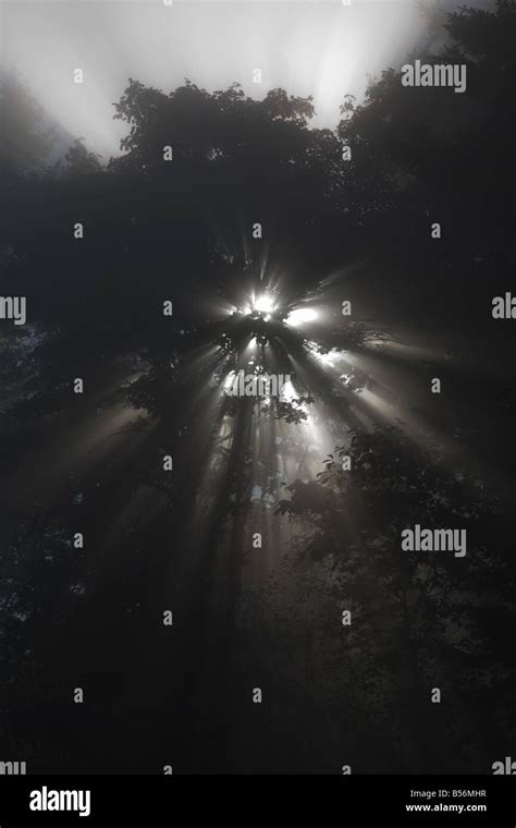 Sun Filtering Through Trees Hi Res Stock Photography And Images Alamy