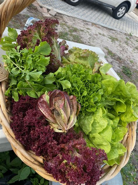 Nova Classification Of Food — Wendy Wesley Nutrition