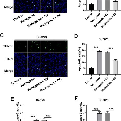 summary of the interactions between the pi3k akt pathway and runx2 with