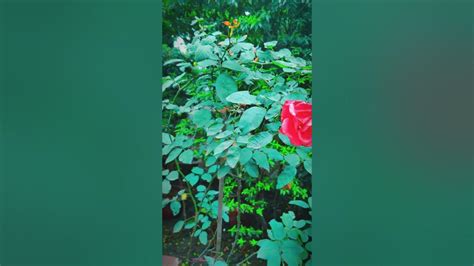 লাল গোলাপ 🌹🌹🌹 Youtube