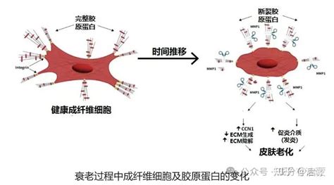 皮肤衰老 细胞外基质（ecm）的关键调控者：成纤维细胞 知乎