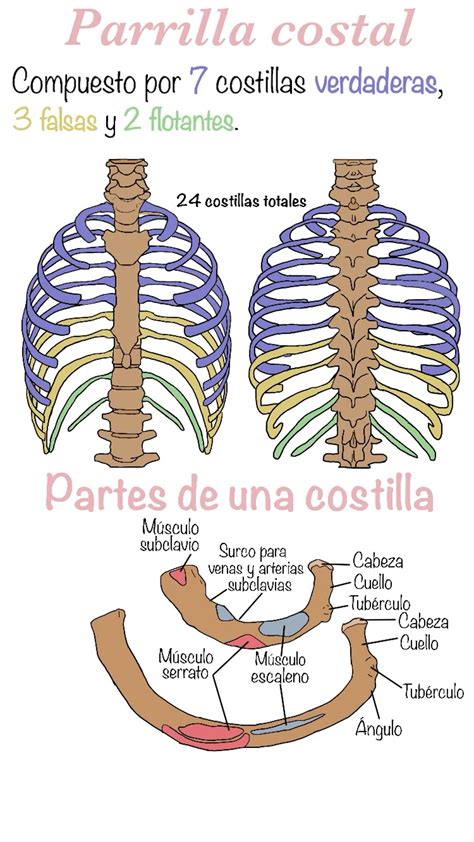 Dibujo De Costillas