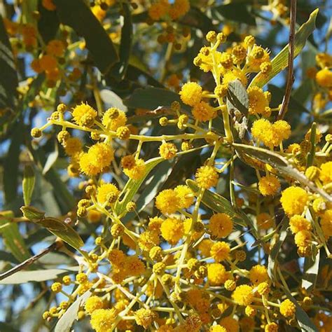 Buy Acacia Seed Online Australian Seed Store Australian Seed