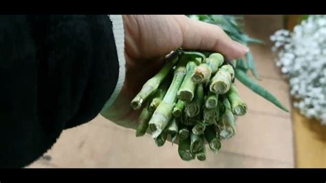 체리오 콜롬비아카네이션 생화 생화택배 생화도매 인터넷꽃시장 인터넷꽃도매 장미대량구매 꽃 꽃종류 꽃다발 꽃도매 꽃시장 부산꽃시장 김해꽃시장 꽃쇼핑몰 김해꽃 부산꽃 꽃싸게사는법