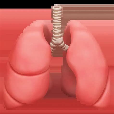 🫁 Lungs Emoji Meaning Copy And Paste