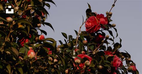 빨간 꽃과 푸른 잎을 가진 나무 사진 Unsplash의 무료 로즈 부시 이미지