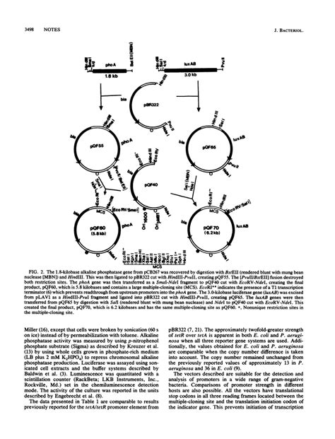 Construction Of Broad Host Range Plasmid Vectors For Easy Visible Selection And Analysis Of