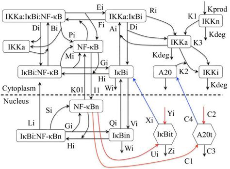 Biochemical Network Model For The Ikk Iкb Nf кb A20 Signaling Module Download Scientific