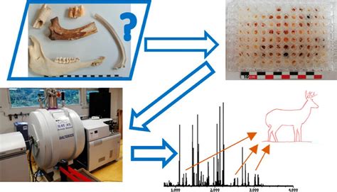 Robust High Throughput Proteomics Identification And Deamidation