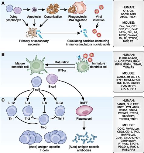 Journal Of The American Society Of Nephrology
