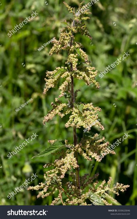 146 Sex Sting Images Stock Photos Vectors Shutterstock