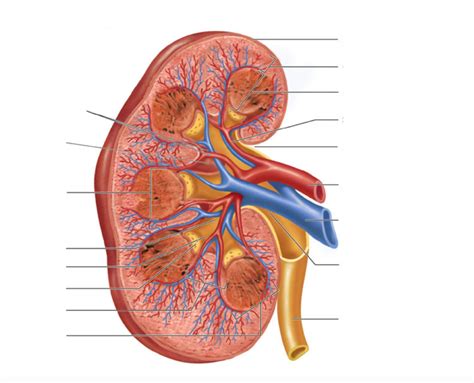 Renal Quiz Diagram Diagram Quizlet