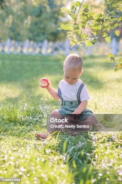 아름다운 유아와 사과의 가을 수확 아이 소년과 잘 익은 빨간 사과의 바구니 에 정원 클로즈업 및 복사 공간 12 17 개월에 대한 스톡 사진 및 기타 이미지 Istock