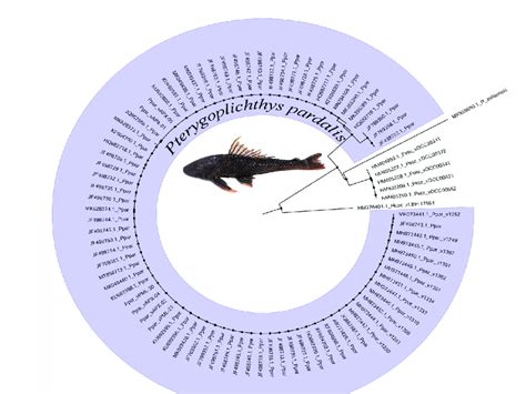 neighbor joining clustering of pterygoplichthys based on coi nucleotide