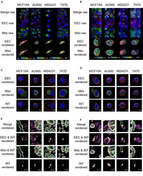 Figure 1 From Spatial Topology Of Organelle Is A New Breast Cancer Cell Classifier Semantic