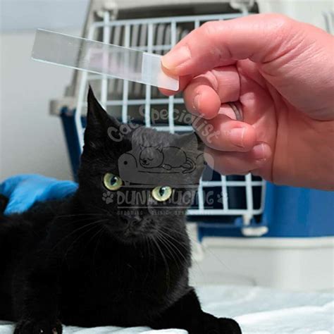 Scotch Tape Cat At Stephanie Cooke Blog