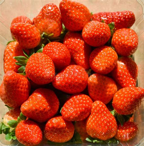 Natural And Fresh Red Strawberries On A Table Ready To Eat Stock Image