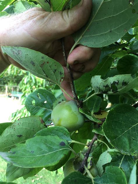 American Persimmon Flavor General Fruit Growing Growing Fruit