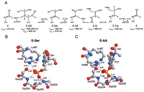 Intermediates In The Reaction Of The Tryptophan Synthase 2 2 Complex