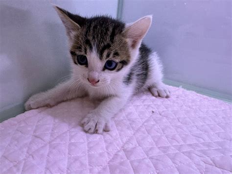 코리안숏헤어 달콤이 화이트고양이분양 화이트비숑프리제분양사이트 화이트포메라니안분양사이트 화이트말티즈분양사이트 화이트말티푸분양사이트 화이트푸들분양사이트 화이트먼치킨분양사이트