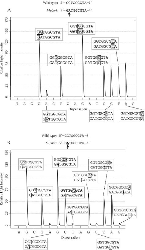 Stepwise Advancement Of A Dna Polymerase Demonstrating Phase A