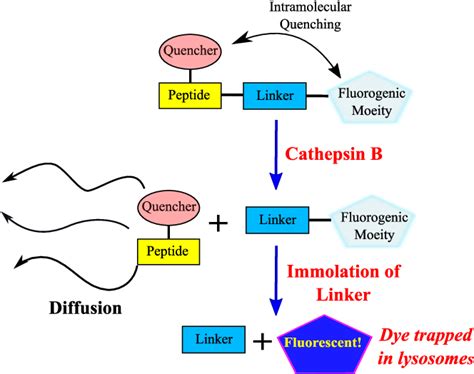 Figure 2 From Design And Synthesis Of Fluorogenic Substrate Based Probes For Detecting Cathepsin