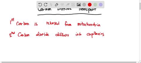 SOLVED Oxygen Transport Drag Each Label To The Appropriate Location On