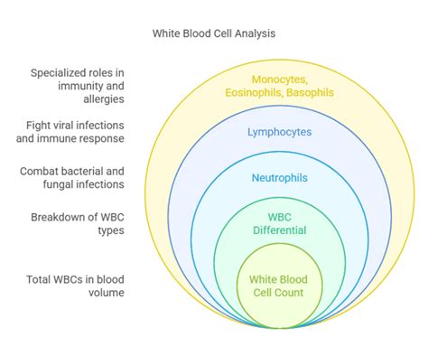 How To Interpret CBC Blood Test Results And What It Checks For HealthcareOnTime