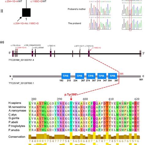 Identification Of Novel Biallelic Variants Of Ttc29 In An Infertile