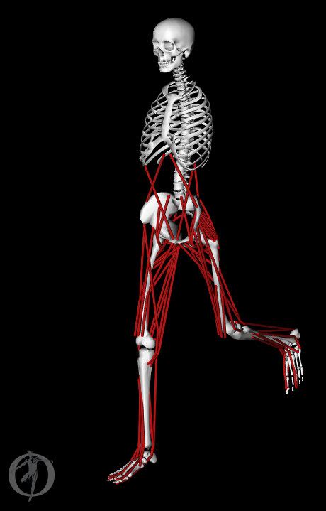 2 3d Opensim Gait Musculoskeletal Model 2392 Download Scientific Diagram