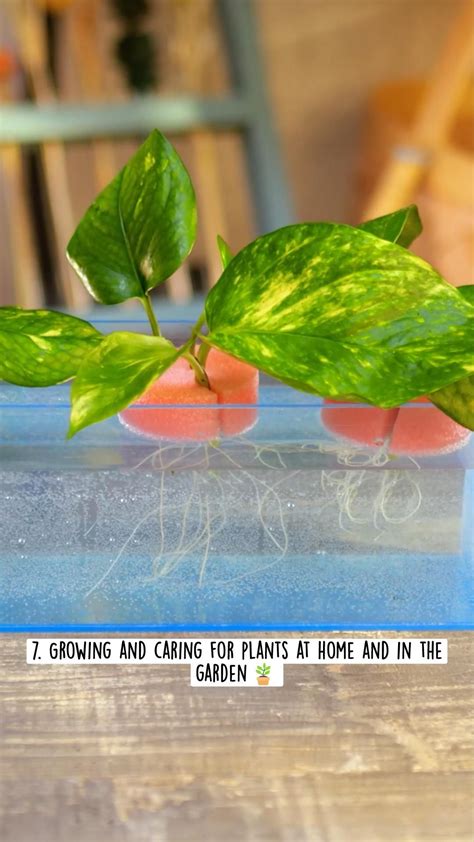 How to spot and treat root rot in houseplants – Artofit