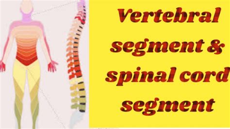 Spinal Cord Segment Level Vs Vertebral Segment Level Youtube