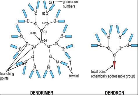 Structure Of Dendrimers 12 Download Scientific Diagram