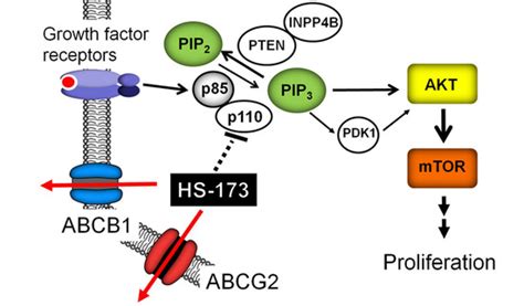 Abcb1 And Abcg2 Overexpression Mediates Resistance To The