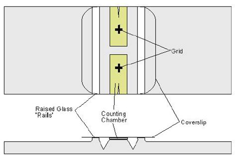 The Methods And Math Of Yeast Counting Colorado Brewers Guild