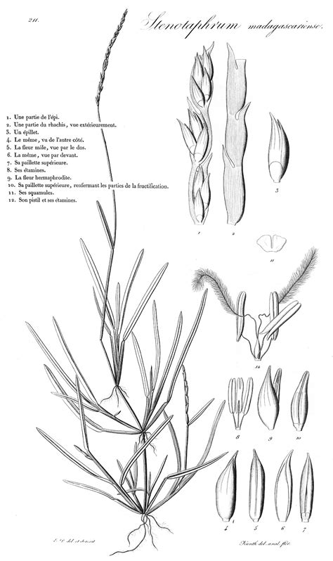 Grass Genera Of The World Stenotaphrum Trin