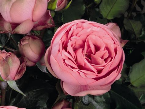 Edelrose Happy Piano ® Finde Deine Neue Rose Online Ratgeber