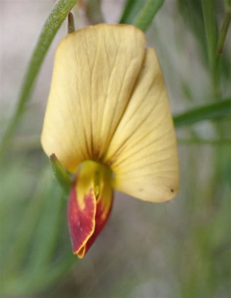 Little Silverpod From Golden Gate Highlands National Park South Africa On January 8 2025 At 12