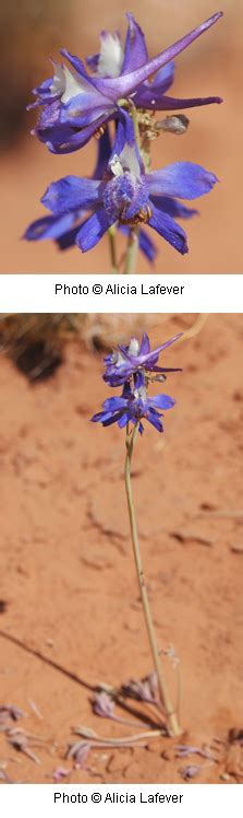 Andersons Larkspur Pale Larkspur Arches National Park U S National Park Service