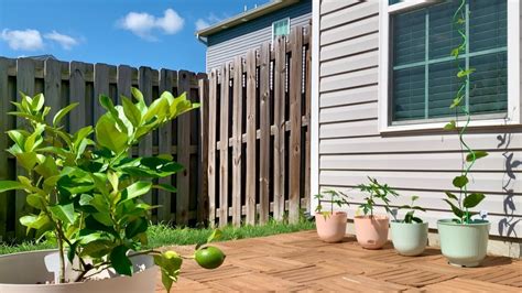 집에서 열대과일 키우기 패션후르츠 구아바 파파야 Youtube