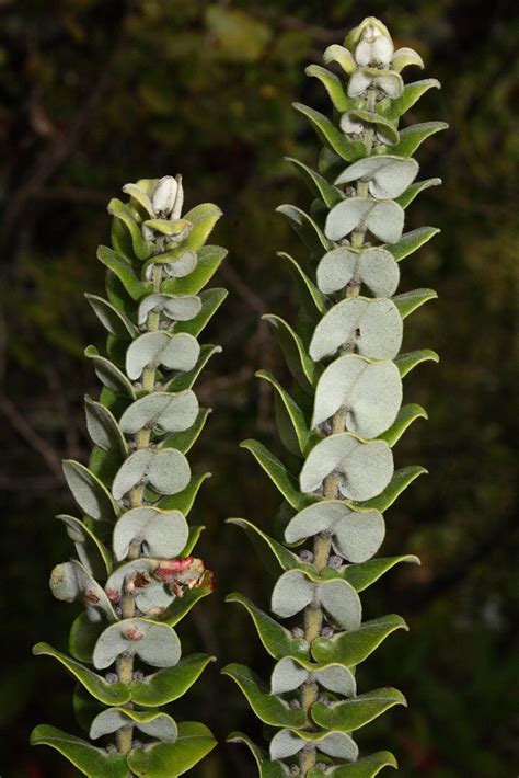 Metrosideros polymorpha var incana Hawai i O ahu Waikā Flickr