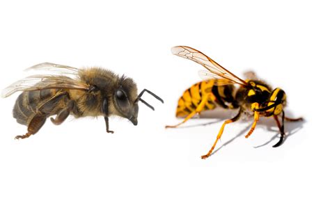 Differenza Tra Ape E Vespa Cosa Cè Da Sapere