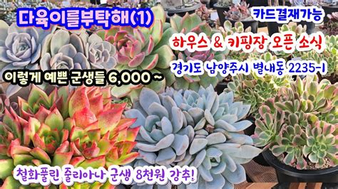 다육이를부탁해1 예쁜 다육이 가격 짱 철화풀린 자연군생 풍성한 줄리아나 8천원에 강추 왈츠 군생 보셨나요~ 핑크프린스