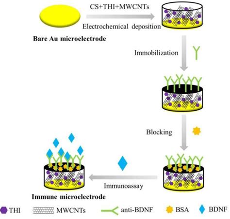 The Modification Procedure Of The Electrochemical Immune Microelectrode