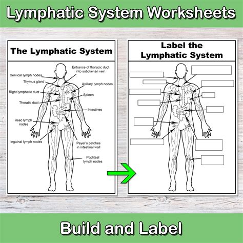 Build And Label The Lymphatic System Anatomy Worksheets Lymph