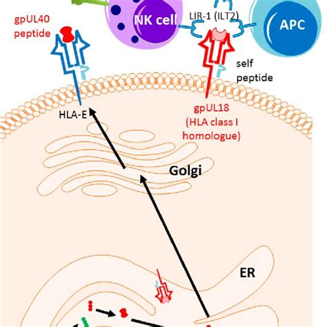 Human Cytomegalovirus Hcmv Life Cycle Hcmv Enters The Cell Through