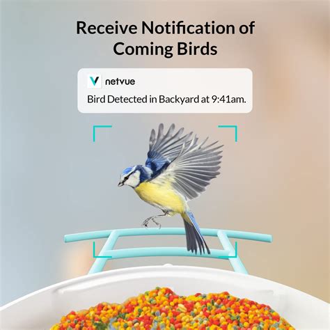 Buy Bird Feeder Camera Outdoor Netvue Birdfy Smart Bird Feeder For Bird Watching Capture Images