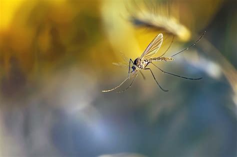 Free Photo Highly Detailed Mosquito